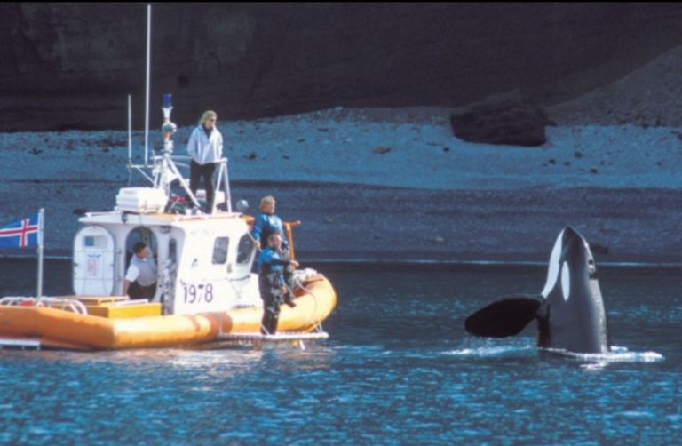 Keiko the Orca's Legacy - The Whale Sanctuary Project | Back to Nature