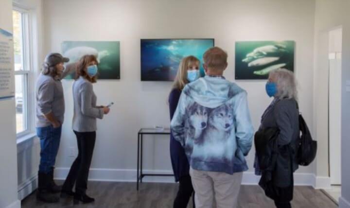 About the Whale Sanctuary Project - The Whale Sanctuary Project | Back ...