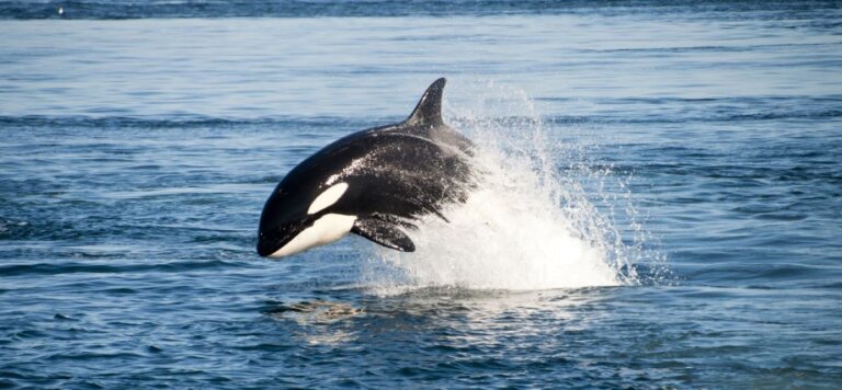 About the Whale Sanctuary Project - The Whale Sanctuary Project | Back ...