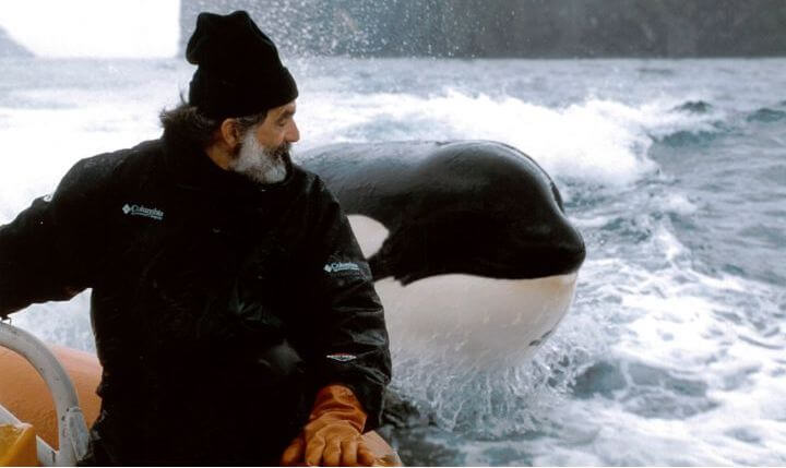 About the Whale Sanctuary Project - The Whale Sanctuary Project | Back ...