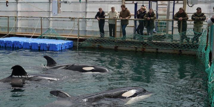 About the Whale Sanctuary Project - The Whale Sanctuary Project | Back ...