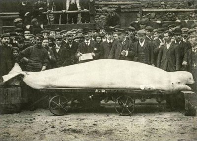 How the Beluga Business Began - The Whale Sanctuary Project | Back to ...