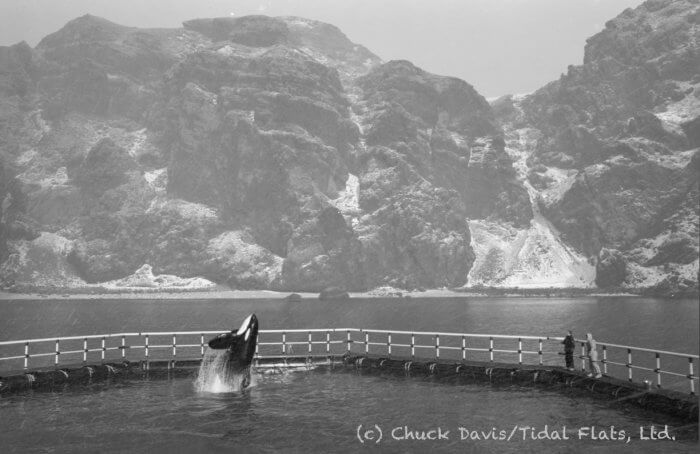 Keiko the Orca's Legacy - The Whale Sanctuary Project | Back to Nature