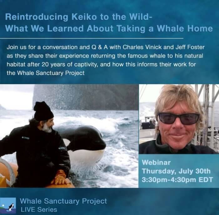 Reintroducing Keiko to the Wild – the “Free Willy” Whale - The Whale ...