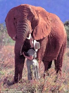 Daphne Sheldrick – Matriarch of Sanctuaries - The Whale Sanctuary ...