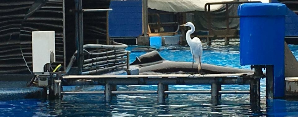 Katina-dorsal-fin-tear-hero - The Whale Sanctuary Project | Back to Nature