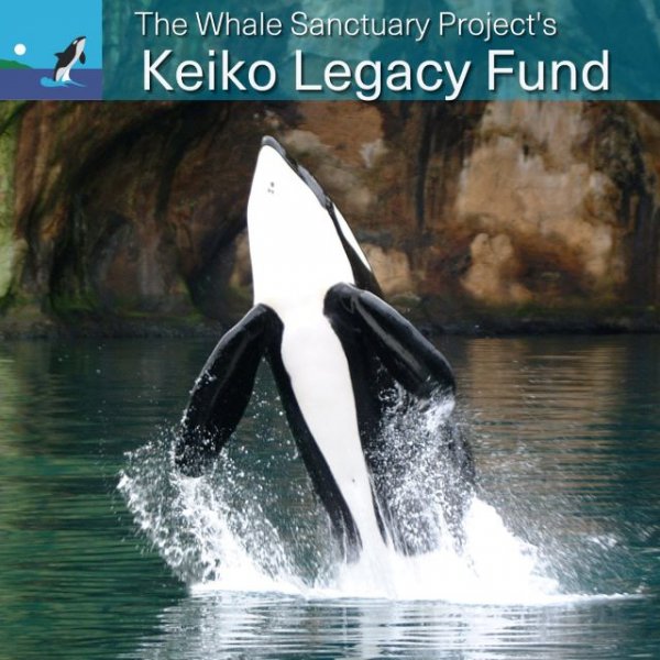 Keiko the Orca's Legacy - The Whale Sanctuary Project | Back to Nature