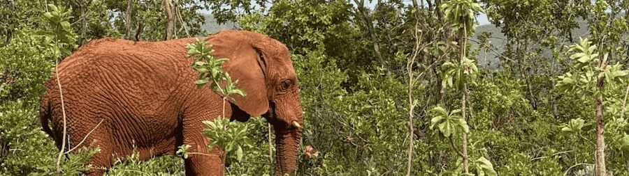 The Last Stand of the Anti-Sanctuary Machine - The Whale Sanctuary ...