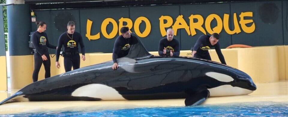 Kohana-b-by-Diva-Flora-Nikolova-crop-hero - The Whale Sanctuary Project ...