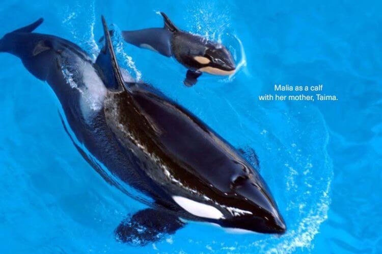 Meet the Animals - The Whale Sanctuary Project | Back to Nature