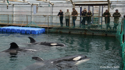 Whale Aid Russia - The Whale Sanctuary Project | Back to Nature