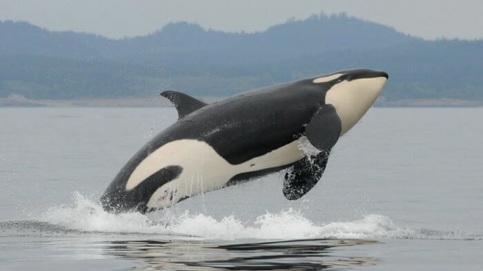 A Mother Orca’s Grief – in the Ocean and in Captivity - The Whale ...