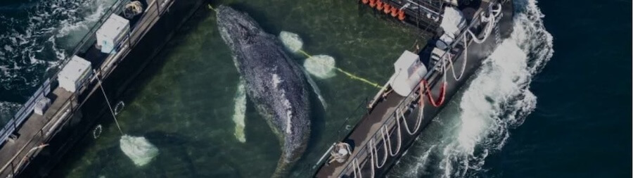 Interview with Timmy the Humpback Whale's Rescue Team - The Whale ...