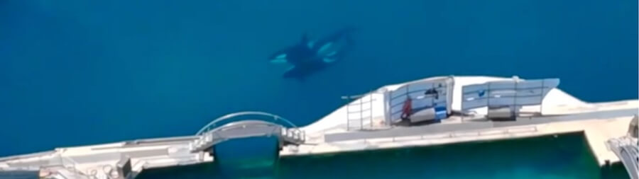 Whale Sanctuary Project Responds to French Decision to Transfer Wikie ...