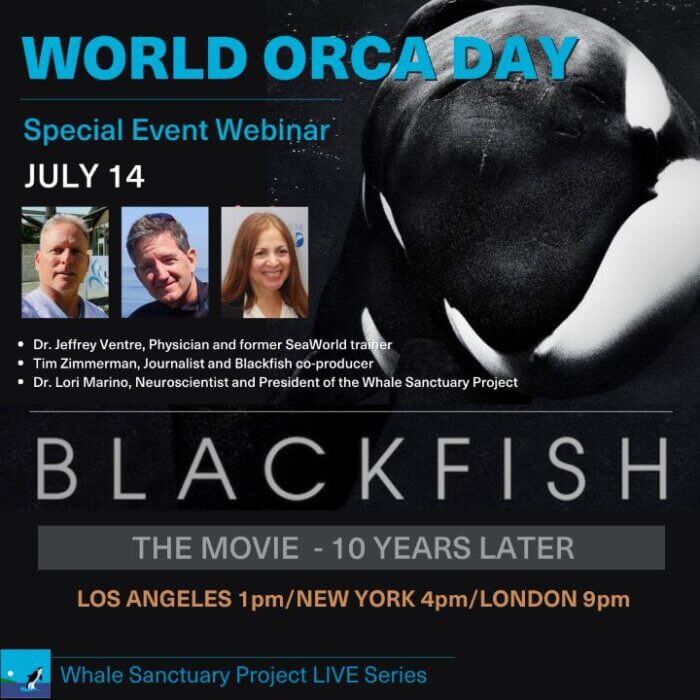 On World Orca Day: Blackfish the Movie, 10 Years Later - The Whale ...