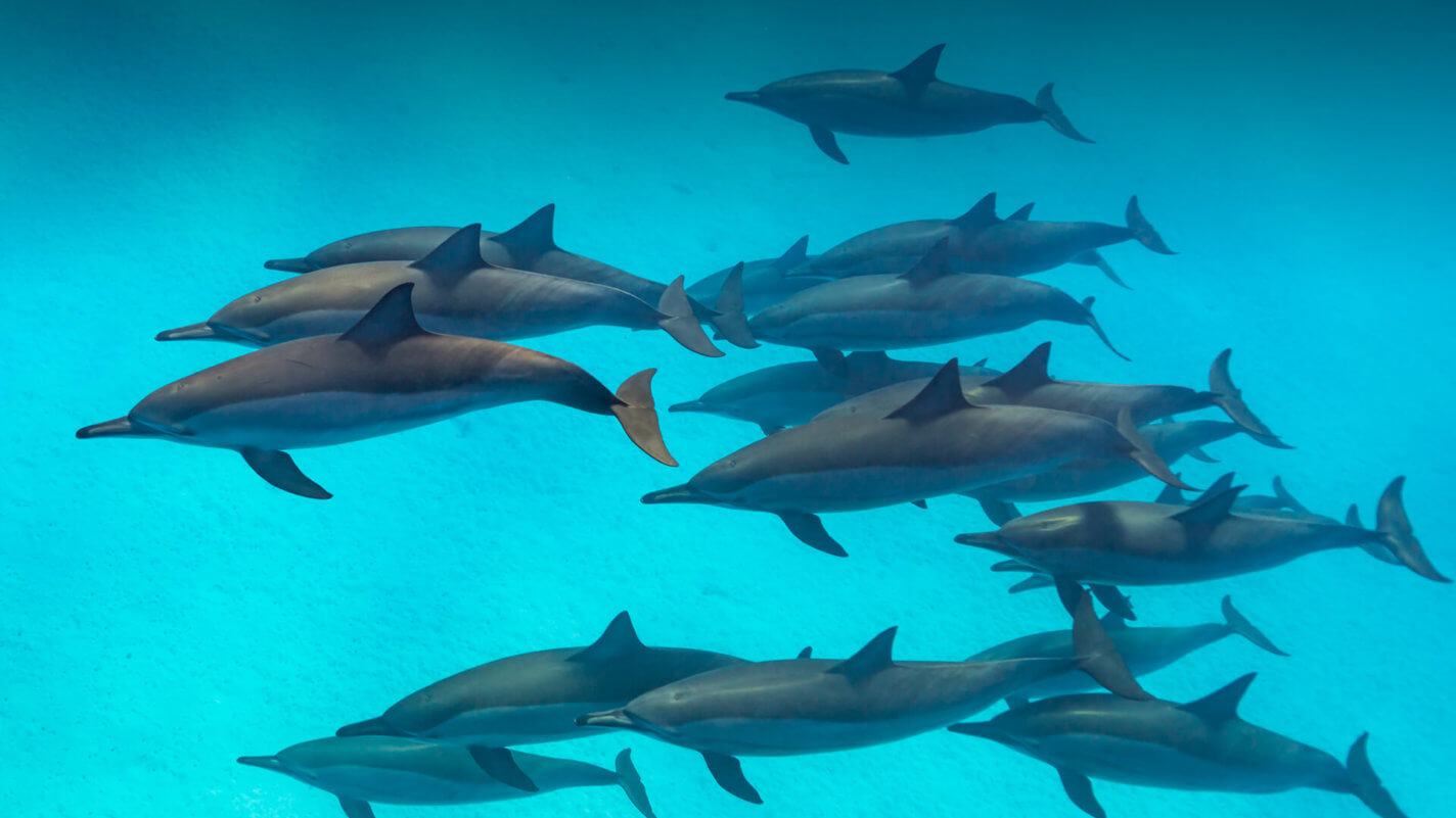 animals_hero_dolphins - The Whale Sanctuary Project | Back to Nature