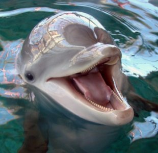 Dolphin Mirror Self-Recognition: the Science and the Ethics - The Whale ...