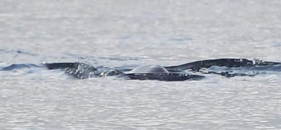 beluga hero - The Whale Sanctuary Project | Back to Nature