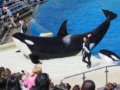 Corky: the Survivor - The Whale Sanctuary Project | Back to Nature