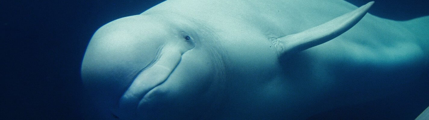 hero beluga 5 - The Whale Sanctuary Project | Back to Nature