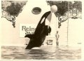 Keiko the Orca's Legacy - The Whale Sanctuary Project | Back to Nature