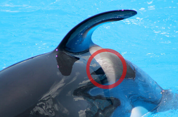 Malia: a Life Full of Loss - The Whale Sanctuary Project | Back to Nature