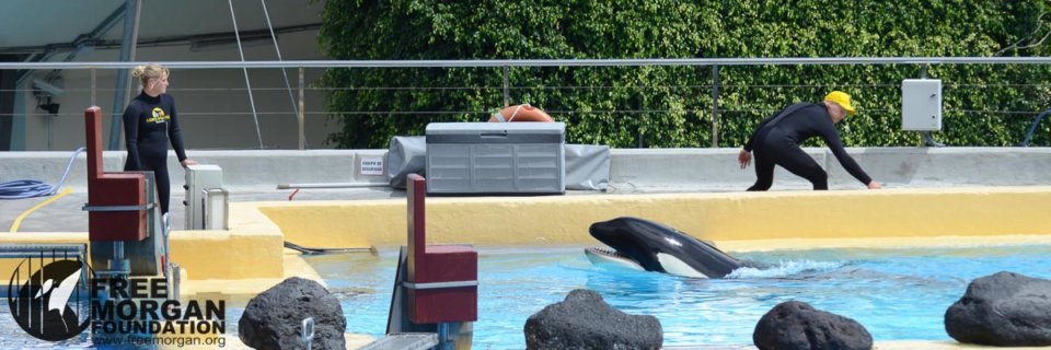 morgan-loro-parque-1 - The Whale Sanctuary Project | Back to Nature