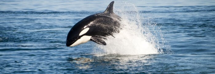 Orca Brains and Intelligence - The Whale Sanctuary Project | Back to Nature