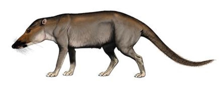 Orca Brains and Intelligence - The Whale Sanctuary Project | Back to Nature