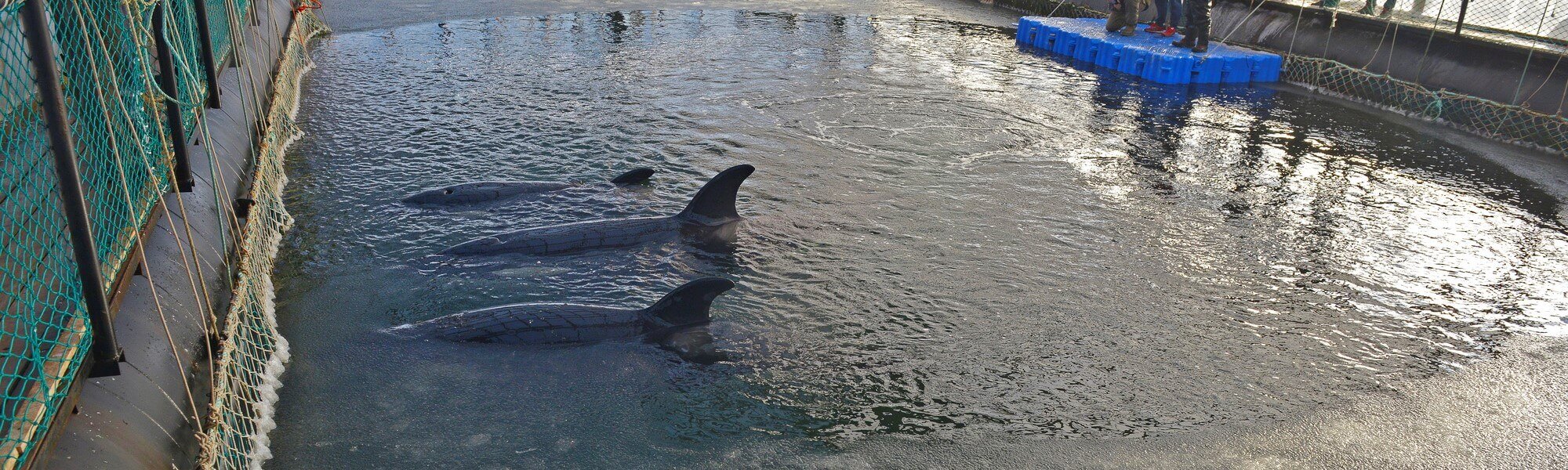Press Conference in Moscow - Full Video - The Whale Sanctuary Project ...